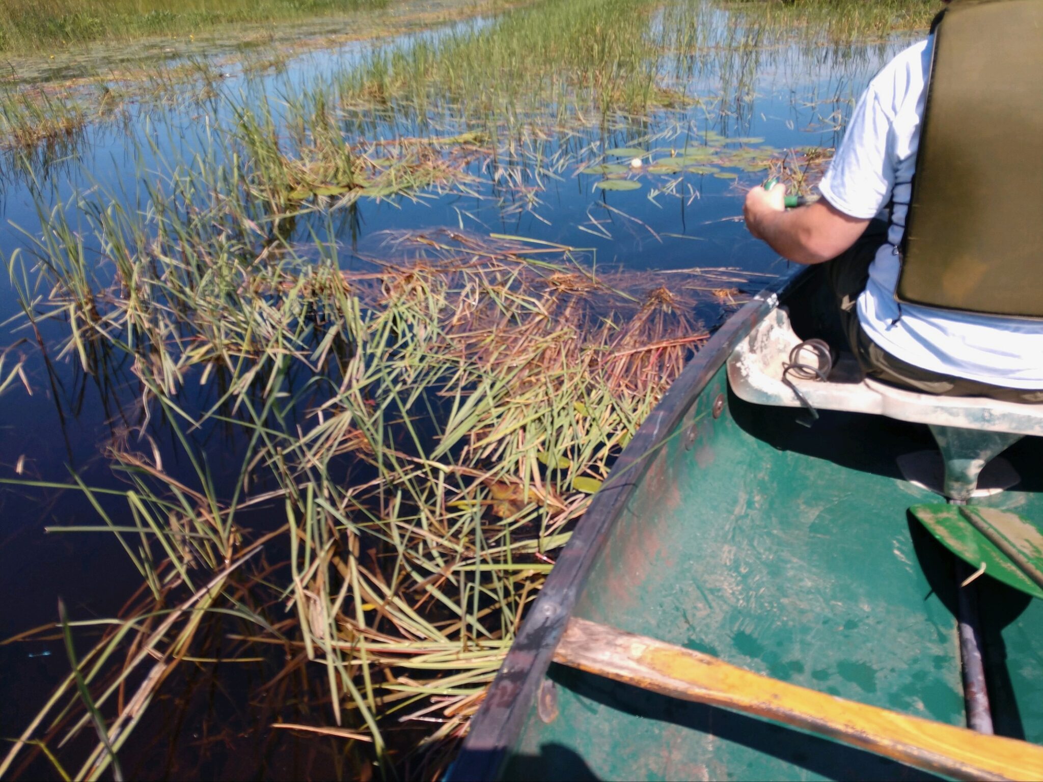 Manoomin: The Food that Grows on Water - Flow Water Advocates